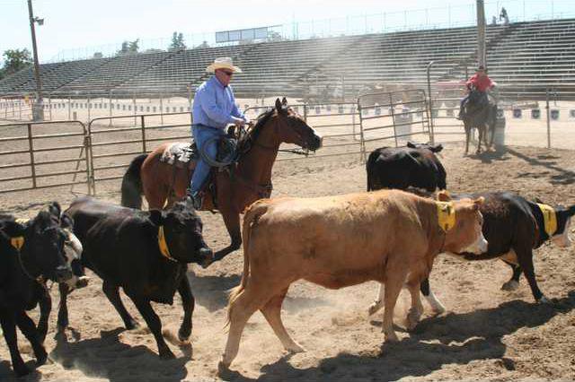 cattle sorting competition