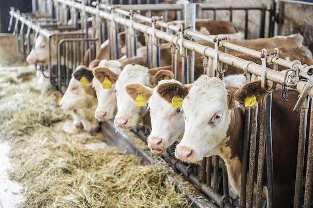 How To Protect Livestock In Extreme Weather - Oakdale Leader