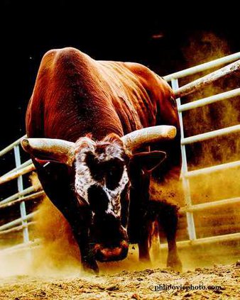 pbr bushwacker