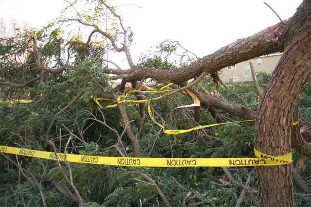 Stiff Wind Downs Trees - Oakdale Leader
