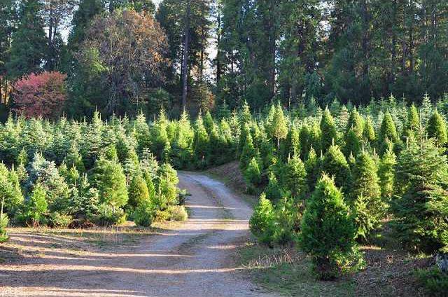 LOOKING FOR THE TREE Five 209 tree farms opening day after Thanksgiving ...
