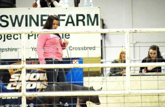 Turlock swine show unofficial start of fair season for many 4-H, FFA ...