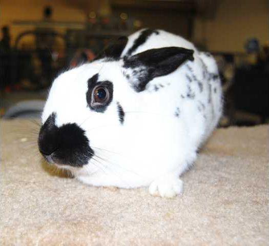 Cavy Breeder Directory