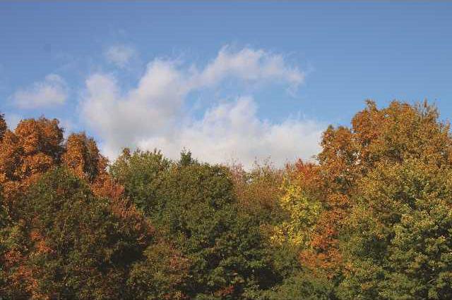 Autumn Or Fall – Interesting, Unique Facts About The Season - Escalon Times