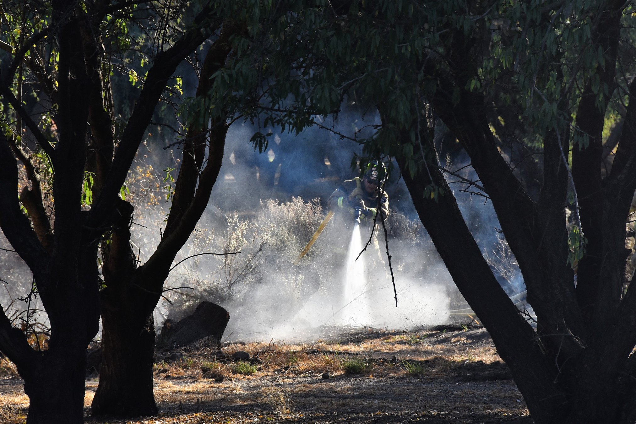 RARE ORCHARD FIRE DESTROYS 50 TREES, SHEDS SET AFIRE, BLAZE DAMAGES ...
