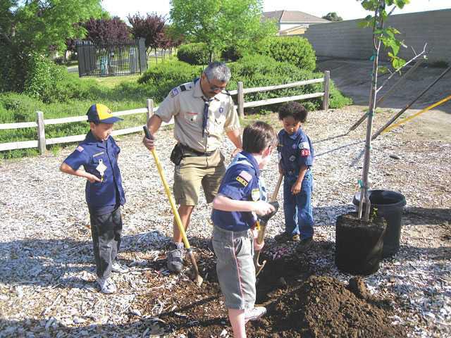 CUB SCOUTS PLANT TREES - Manteca Bulletin