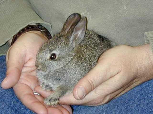 Endangered riparian brush rabbit is found only south & west of Manteca ...
