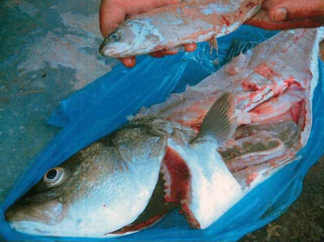 Uncle Sam: Destroy fish to save them - Manteca Bulletin