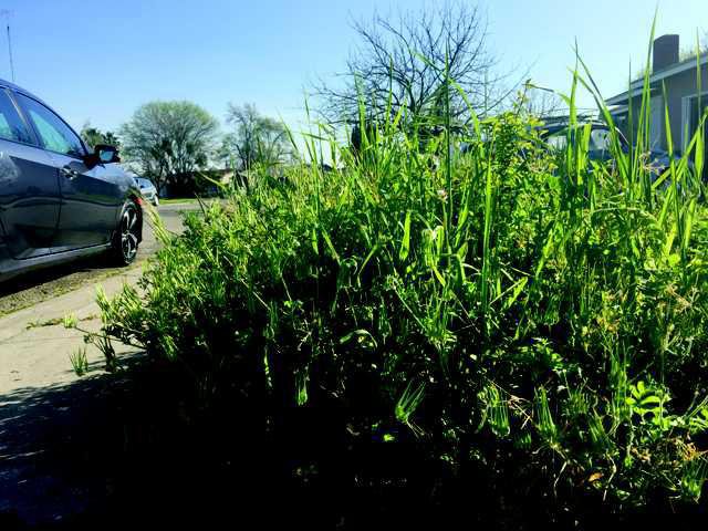 WEEDS GROWING LIKE CRAZY - Manteca Bulletin