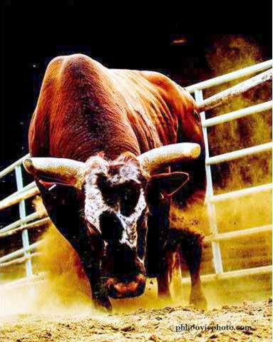 Most Famous Bucking Bulls