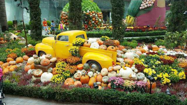 Turlock pumpkins make international debut - Turlock Journal