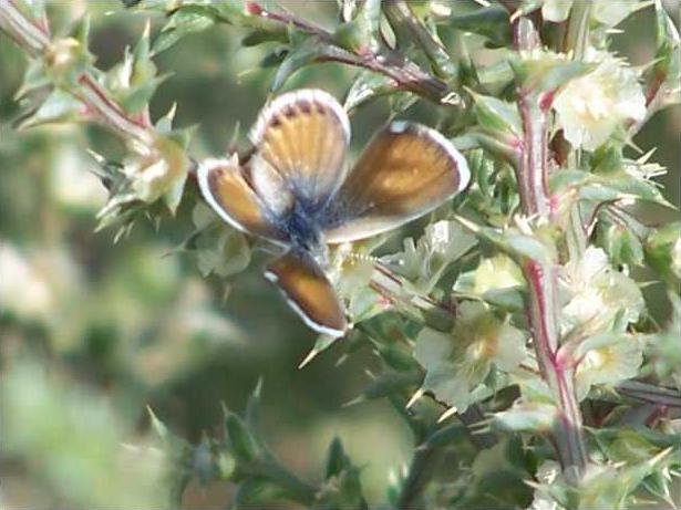 Perfect time for a tiny tumbleweed adventure - Turlock Journal