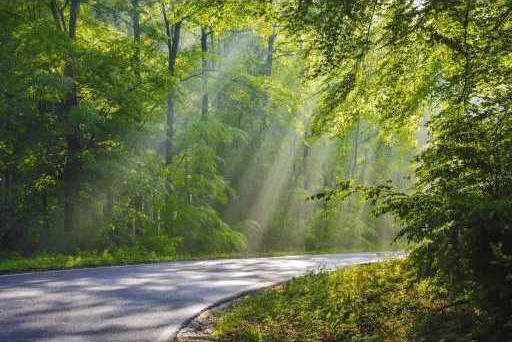 Join Arbor Day Foundation To Receive Ten Free Trees - Escalon Times