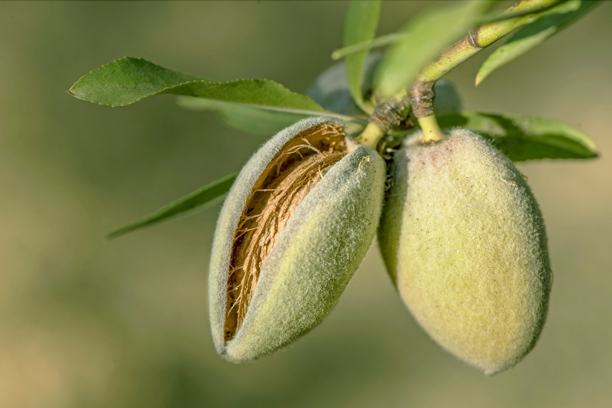 Almond industry goals ensure sustainability - Ceres Courier