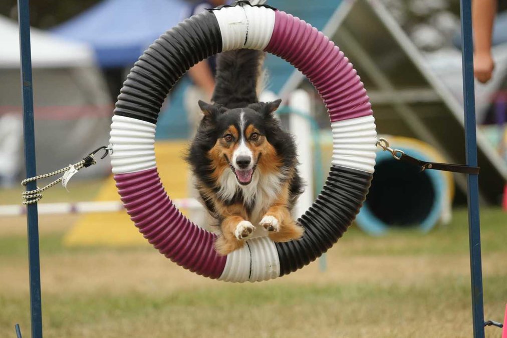 Dogs Impress At Turlock Agility Trials Turlock Journal Dogs Impress At Turlock Agility Trials Turlock Journal