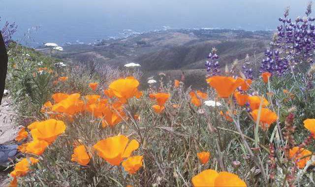 Garrapata State Park Hiking the trails near the Pacific Ocean coastline ...