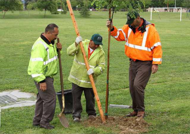 Celebrate Arbor Day By Planting Trees - Escalon Times