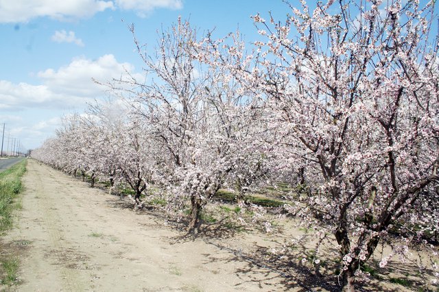 Almond demand remains high as state sees decline in almond acreage ...