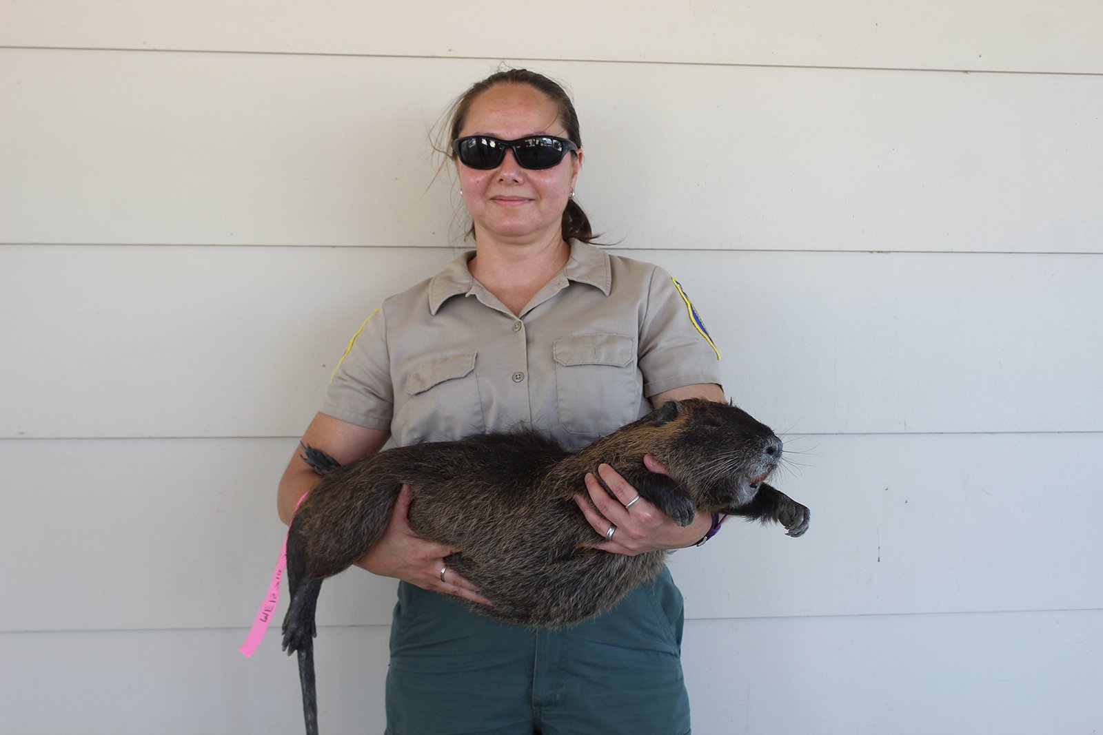 State works to tackle nutria problem - Turlock Journal