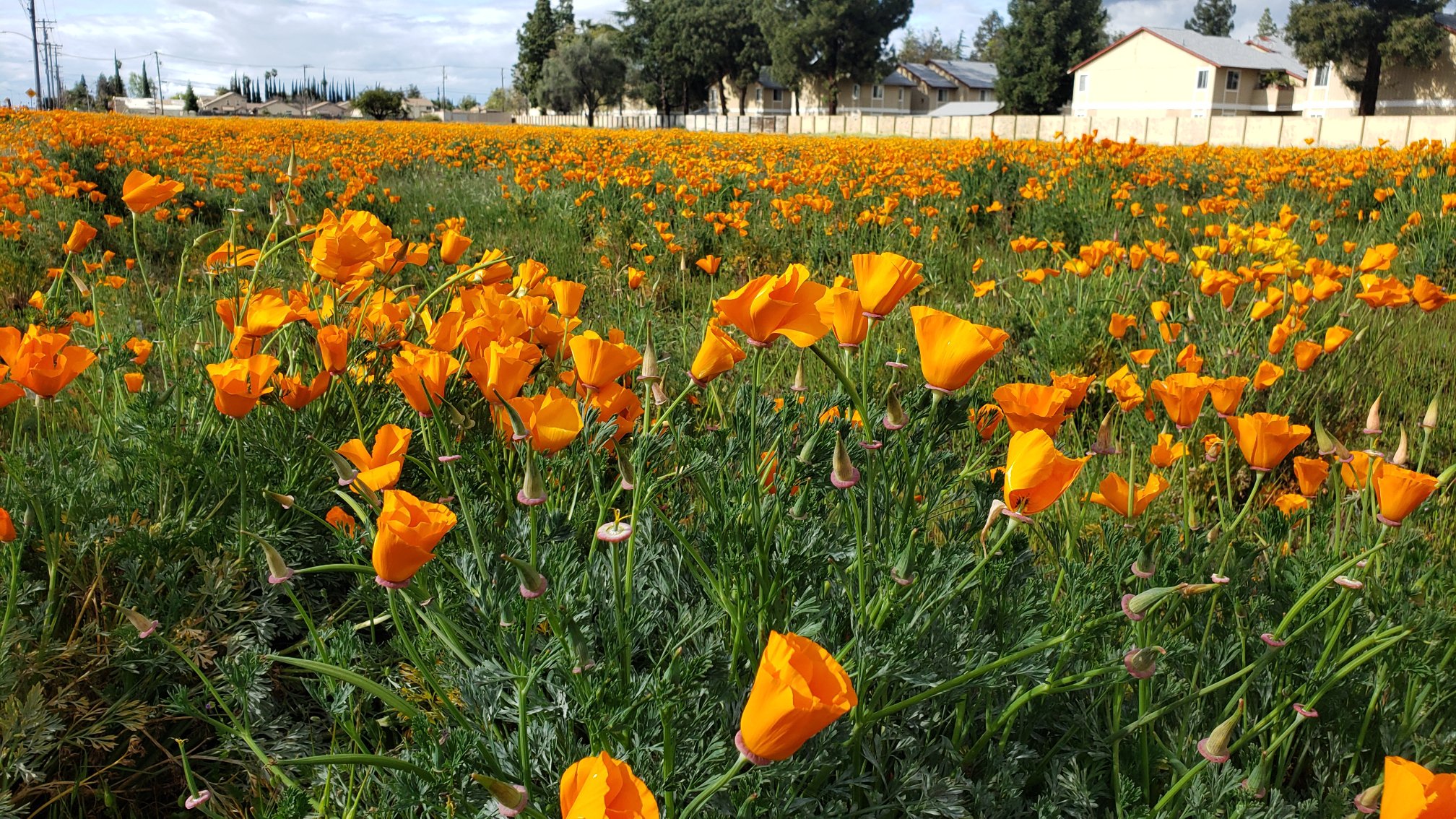 POPPING INTO SPRING - Turlock Journal