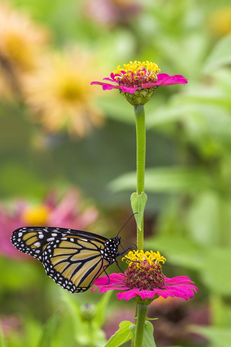 Pollinators Are An Important Part Of Gardens - Escalon Times