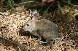 Deadly Disease Detected In California Wild Rabbits - Escalon Times