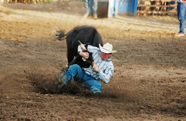 Steer Wrestling Is Quickest Event In PRCA Competition - Oakdale Leader