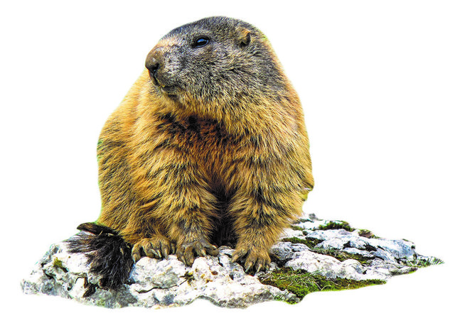 max the marmot