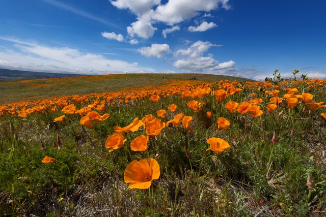 Time Nears For State’s Golden Poppy Season To Bloom - Oakdale Leader