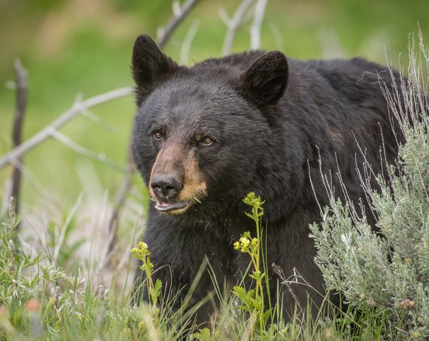 How Many Bear Species Live In California? - Escalon Times
