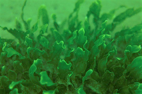 Invasive Algae Removal Project Now Underway - Oakdale Leader