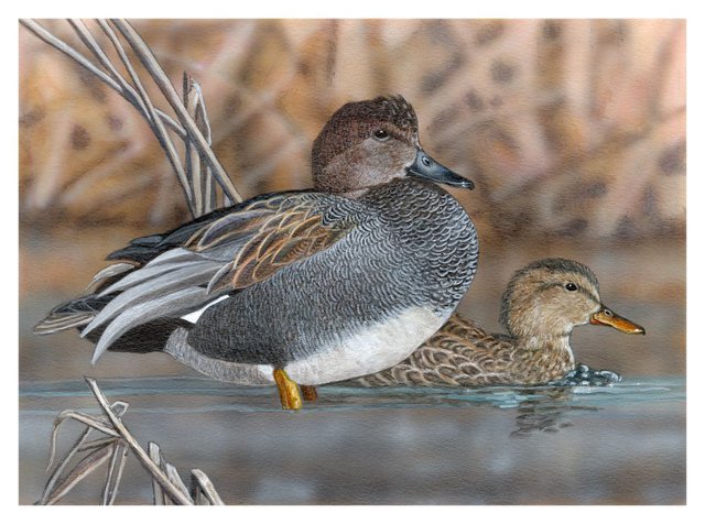 Maryland Artist Takes First In Duck Stamp Art Contest - Oakdale Leader