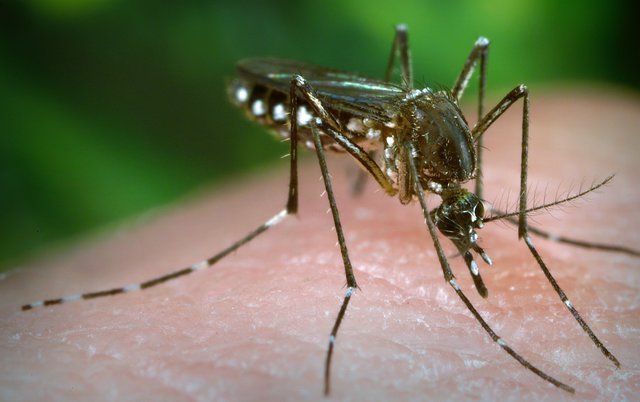 Yellow fever mosquito is detected in Ripon - Manteca Bulletin