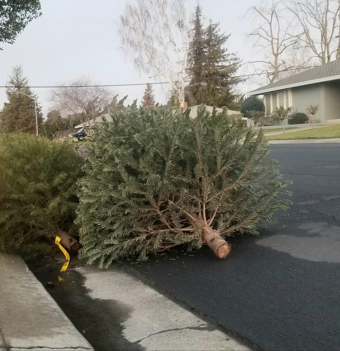 Manteca, Lathrop & Ripon all offer free Christmas tree pickup - Manteca ...