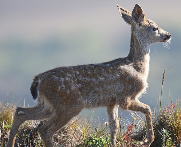 Public Reminded To Leave Young Deer Fawns Alone - Riverbank News