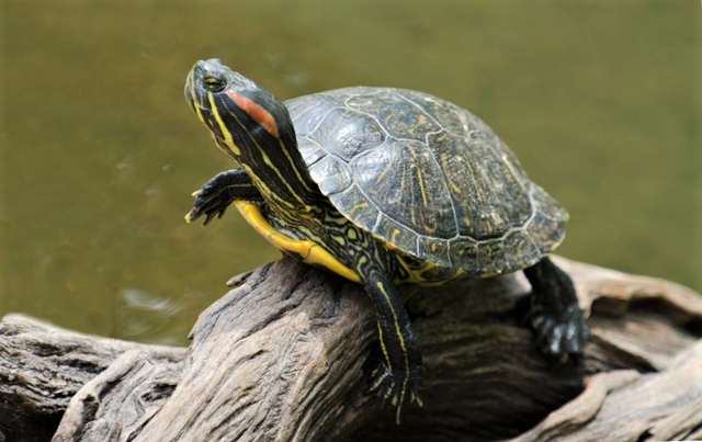 melanistic turtle