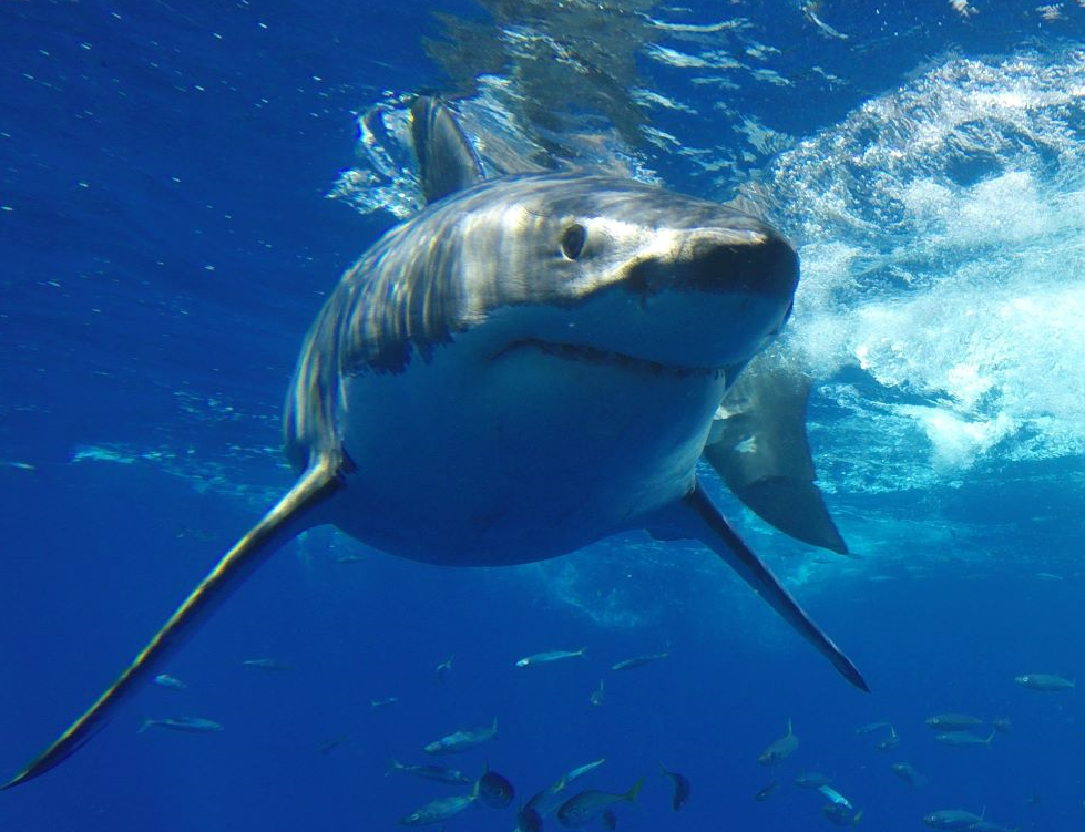 What You Need To Know About Sharks In California - Oakdale Leader