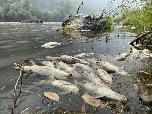 The LA way: Killing a few fish in SoCal is no-no to secure water but ...
