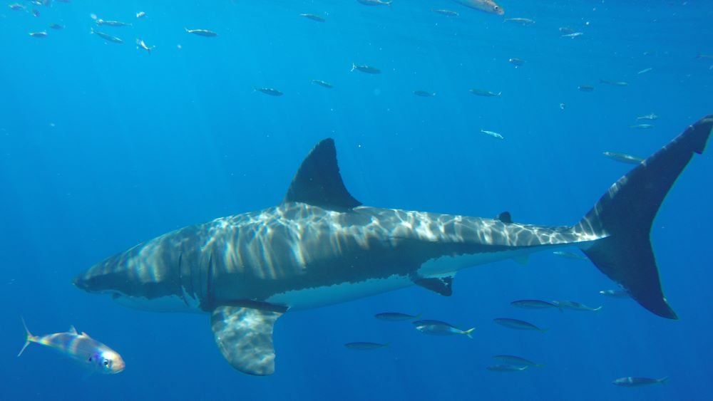 Assembly Bill Providing New Protections For White Sharks - Oakdale Leader