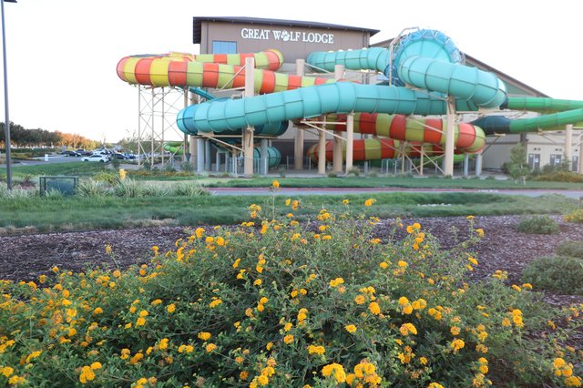 Great Wolf uses 'purple water' to water landscape - Manteca Bulletin