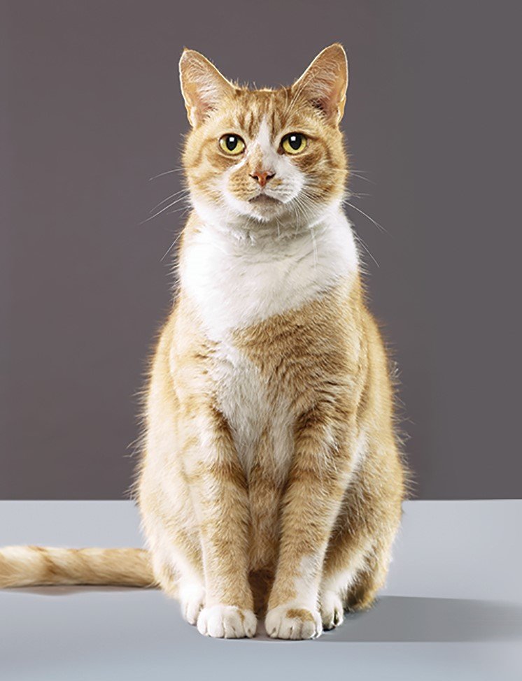 Look For These Four Quirks Common To Cats - Escalon Times