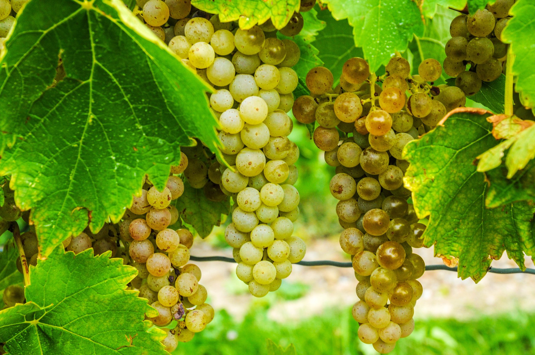 Grape plants sold at Costco pose a threat to farming - Manteca Bulletin