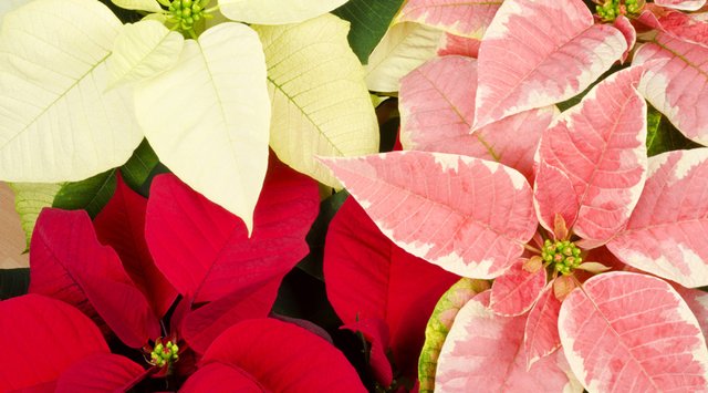Plants That Say ‘Holiday Season,’ And How To Care For Them - Escalon Times