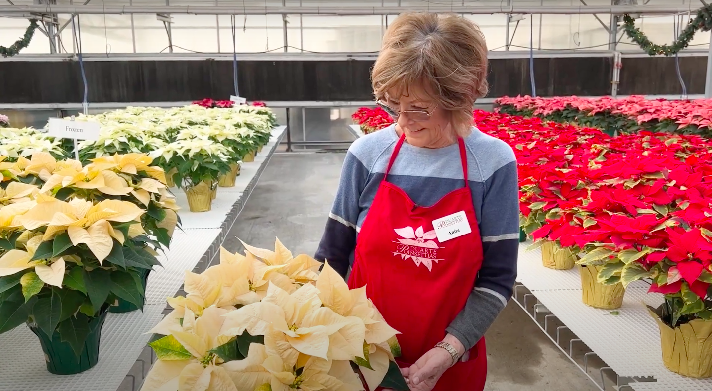 Hughson nursery helps CDFA celebrate National Poinsettia Day - Turlock ...