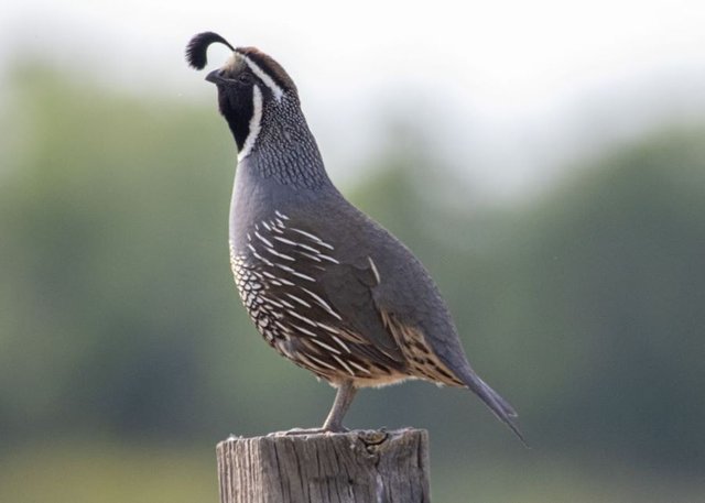 What Plants Can I Put In My Yard To Encourage Quail To Visit? - Escalon ...