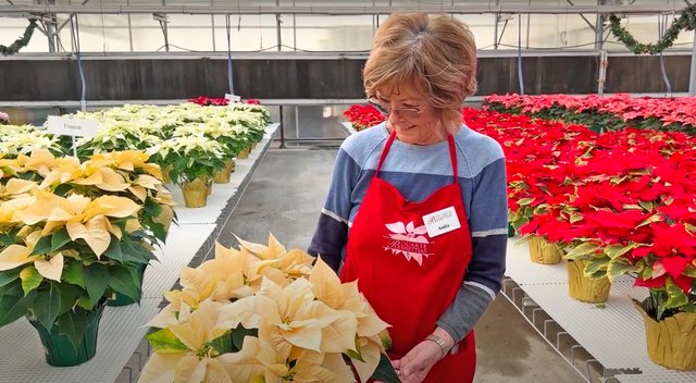 Hughson nursery helps CDFA celebrate National Poinsettia Day - Ceres ...