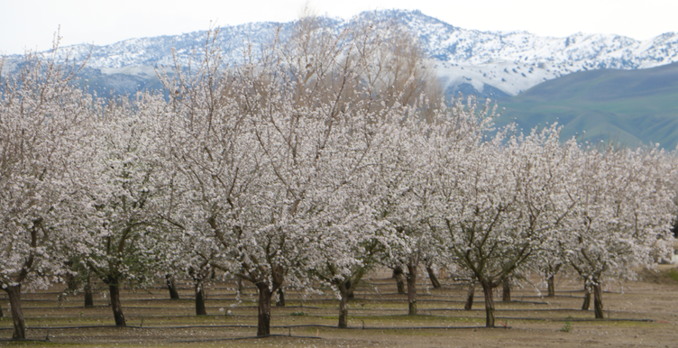 SNOW DRAPES DIABLO RANGE - Manteca Bulletin