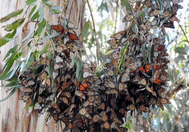 Monarch Conservation Efforts Supported By Multiple Agencies - Oakdale ...