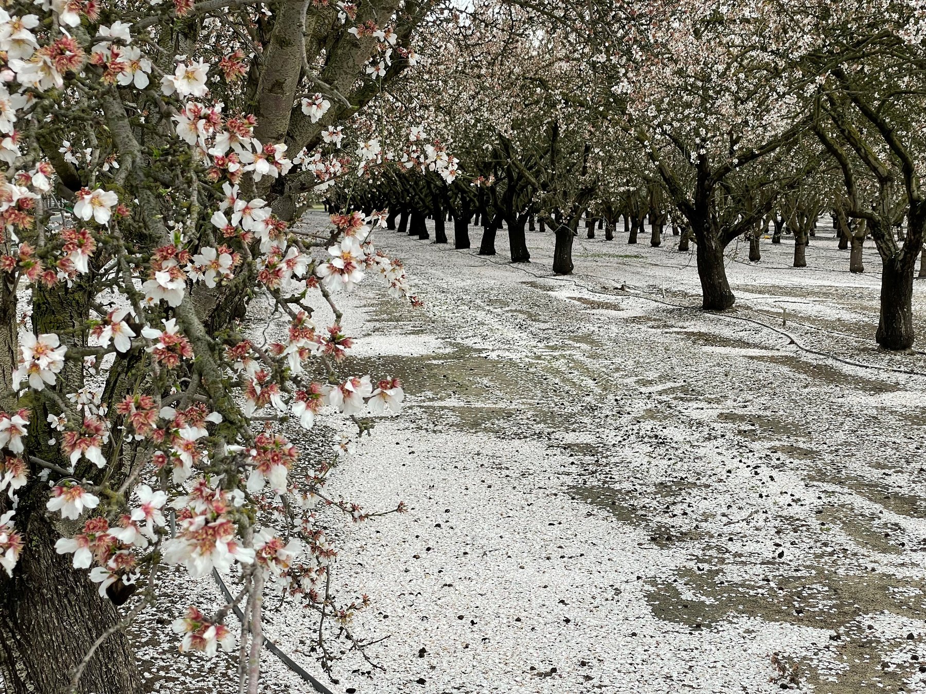 MANTECA ‘SNOW’ IS FALLING - Manteca Bulletin