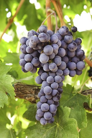 Export Market Expansion For California Table Grapes - Oakdale Leader
